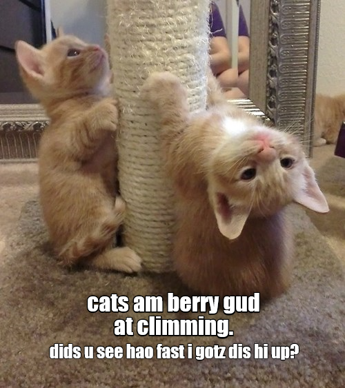 Amazing - Lolcats - lol | cat memes | funny cats | funny cat pictures ...
