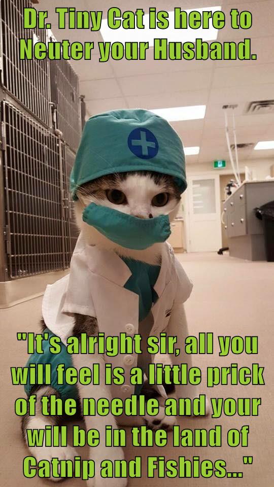 Dr. Tiny Cat is here to Neuter your Husband. "It's alright sir, all you ...