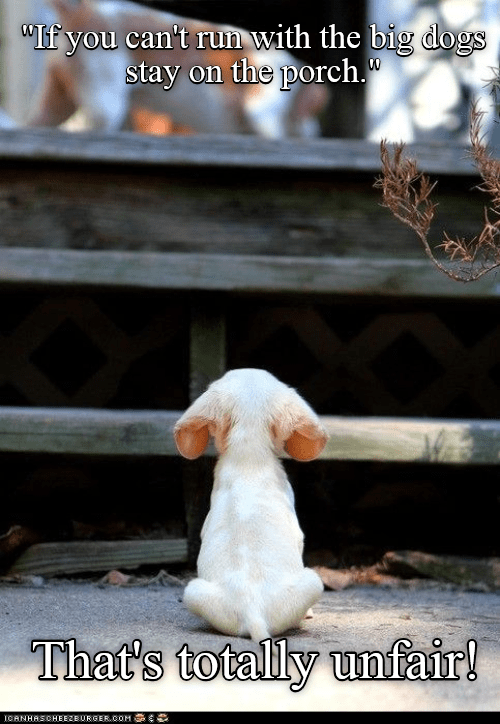 Not big enough to be a wimp... - I Has A Hotdog - Dog Pictures - Funny ...