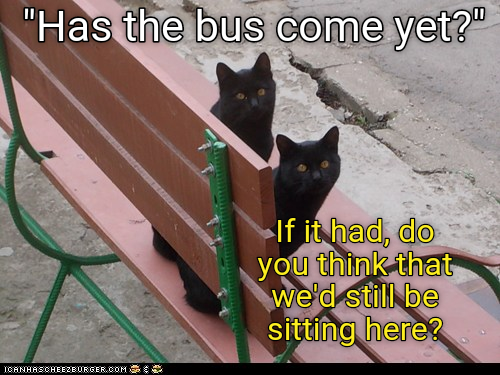 Lolcats - bus - LOL at Funny Cat Memes - Funny cat pictures with words ...