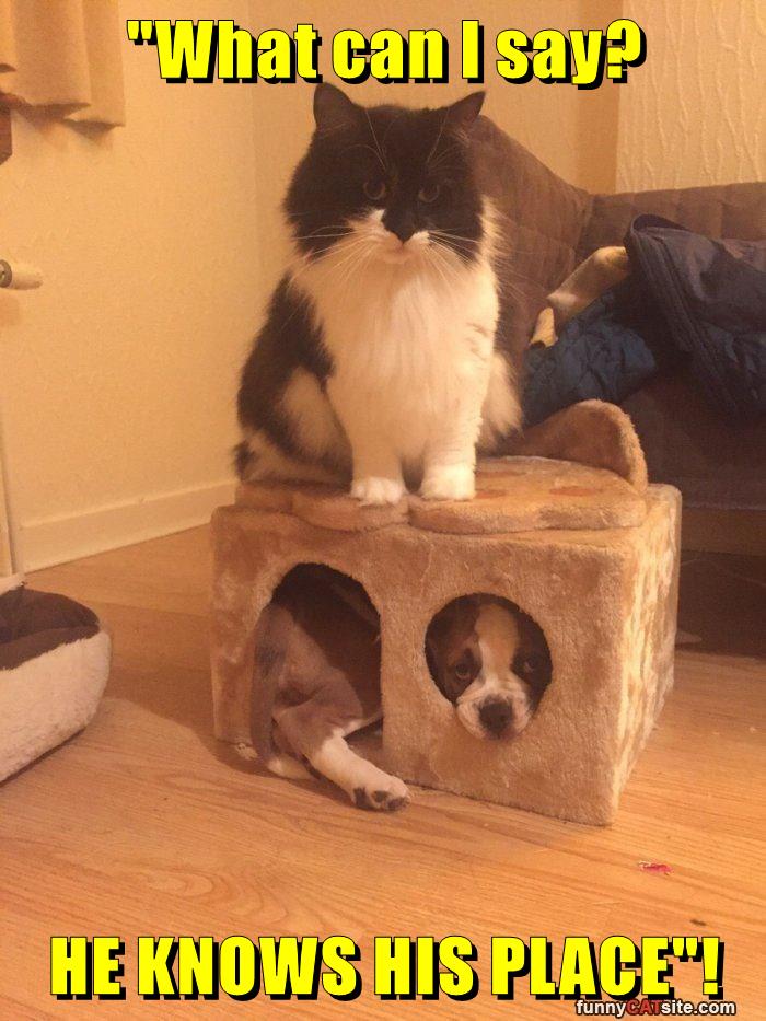 Train Them Early, And They STAY Trained! - Lolcats - lol | cat memes ...