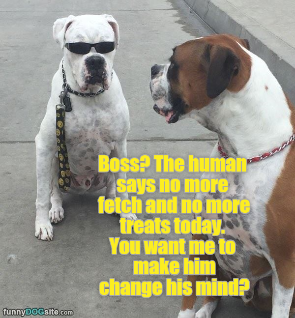 Tell me what you want boss. - I Has A Hotdog - Dog Pictures - Funny ...