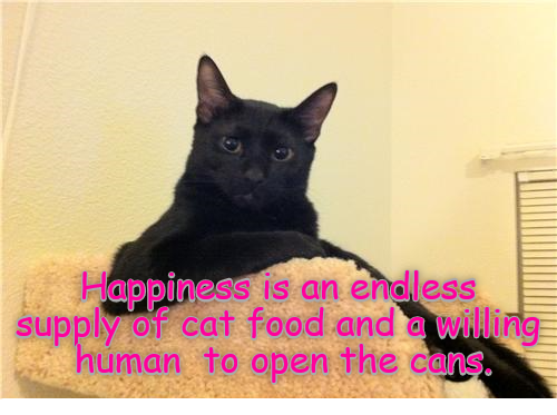 Happiness is - Lolcats - lol | cat memes | funny cats | funny cat ...