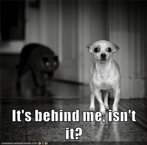 It's behind me, isn't it? - I Has A Hotdog - Dog Pictures - Funny ...