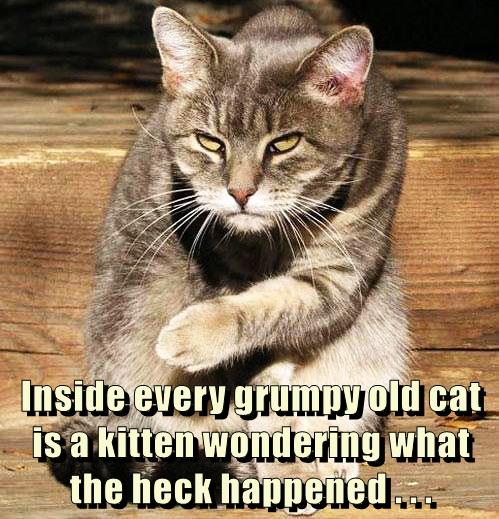 I Can't BELIEVE The Time Went By So Fast! - Lolcats - lol | cat memes ...