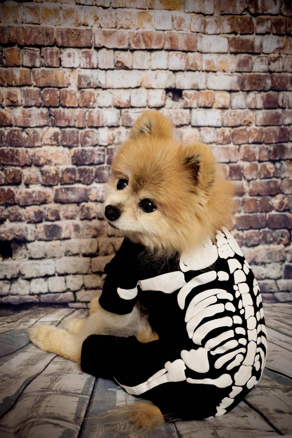 Doggos N' Puppers - Page 2 - Dog pics of rare puppers and pute doggos ...