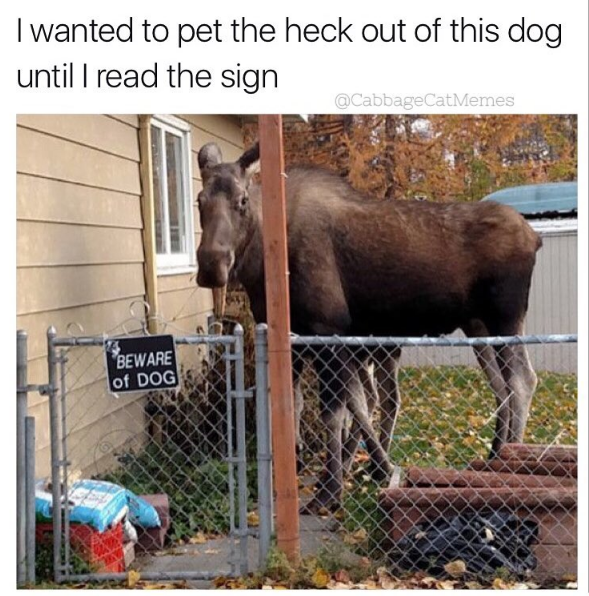 Close Call - I Can Has Cheezburger?