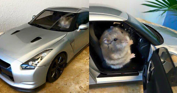 Try Not to Be Jealous of This Hamster's Collection of Sweet Rides - I ...