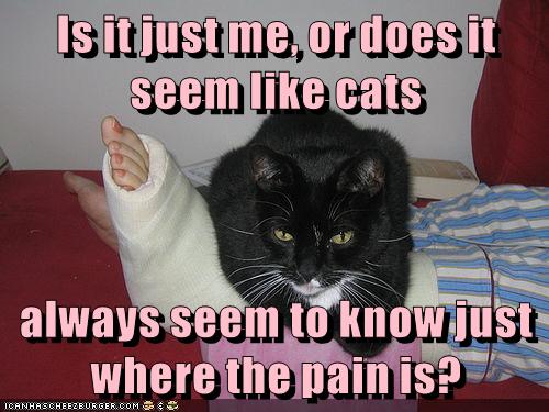 Lolcats - pain - LOL at Funny Cat Memes - Funny cat pictures with words ...