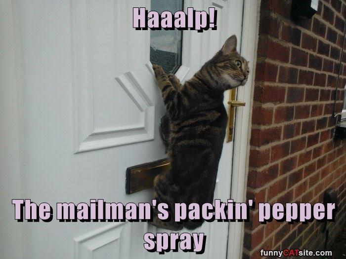 Lolcats - mailman - LOL at Funny Cat Memes - Funny cat pictures with ...