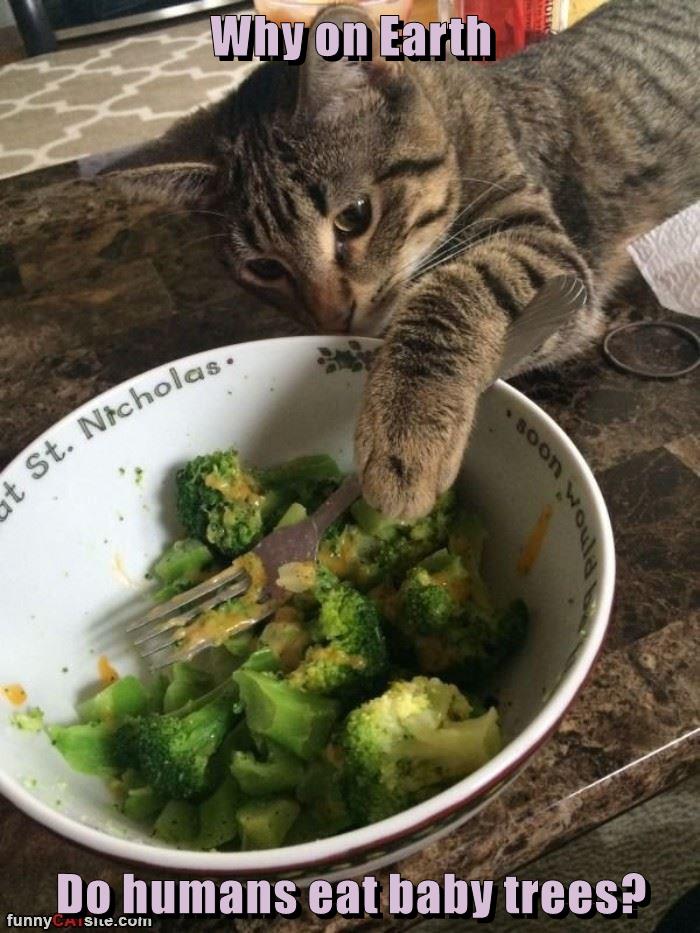 Why on Earth Do humans eat baby trees? - Lolcats - lol | cat memes ...