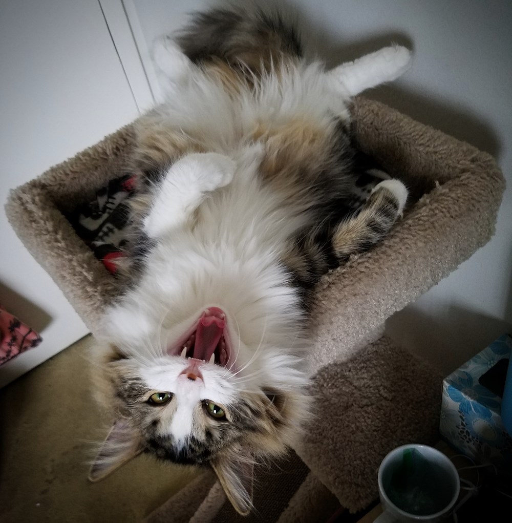 Cats N' Kittens - floof - Cutest Cats On The Internet - Cat Pictures ...