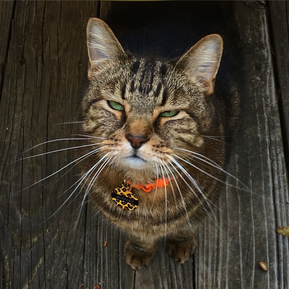 Dem Whiskers Tho - Cats N' Kittens - Cat Pictures - Cute Kittens