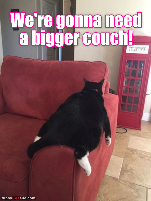 An extra wide model - Lolcats - lol | cat memes | funny cats | funny ...