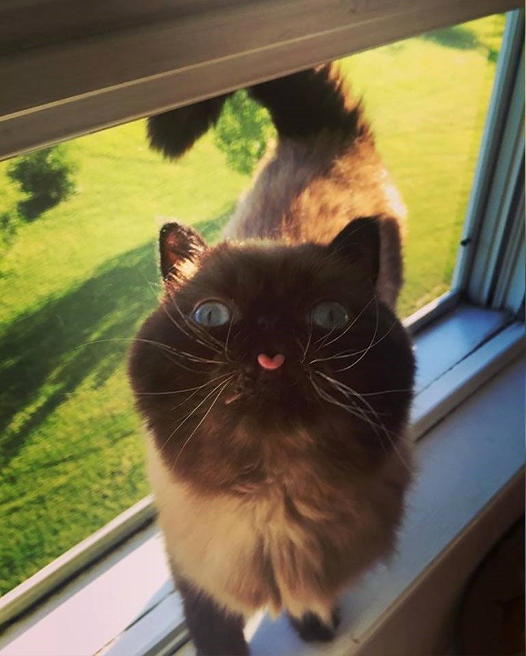 Blep! - Cats N' Kittens - Cat Pictures - Cute Kittens