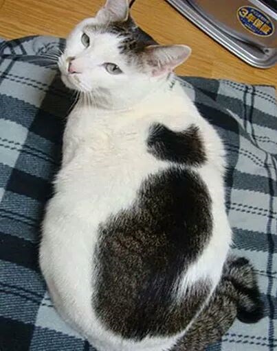 Meet the Cat With a Cat on His Back - Cats N' Kittens - Cat Pictures ...