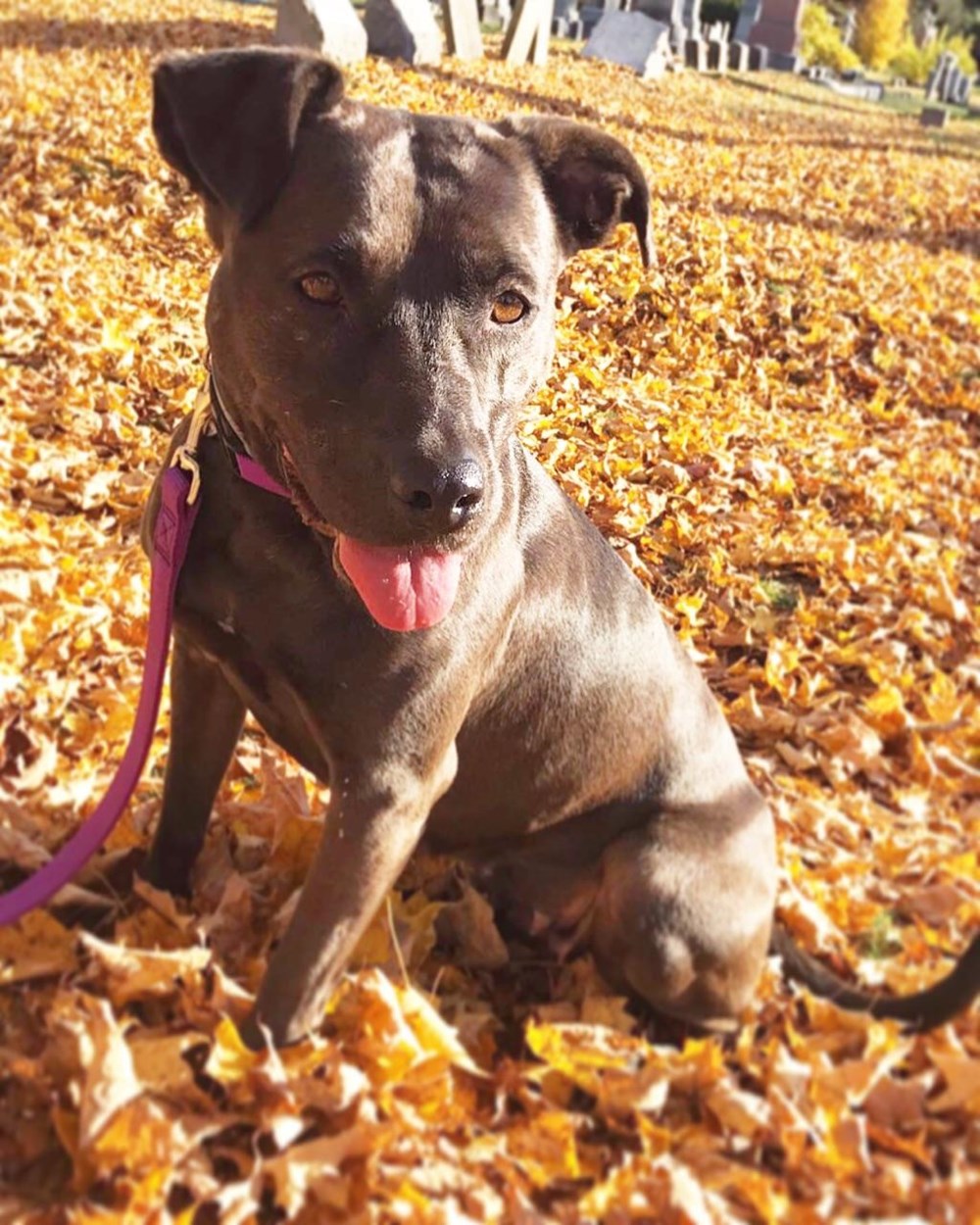 Fall Dog Loves Fall - Doggos N' Puppers - rare puppers - pure doggos ...