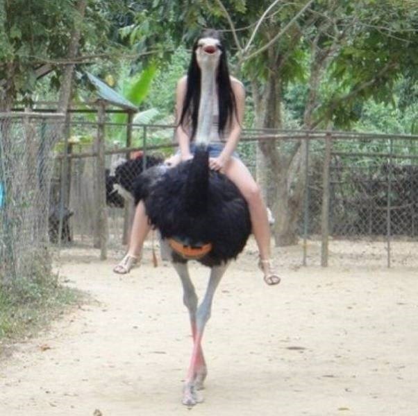 Memebase Ostrich All Your Memes In Our Base Funny Memes Cheezburger