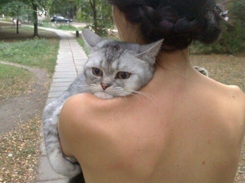 Crush on Bae - Cats N' Kittens - Cat Pictures - Cute Kittens