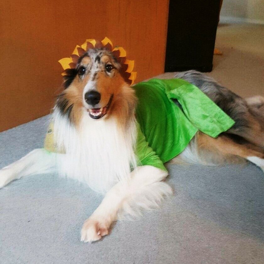 Collie Flower - I Can Has Cheezburger?