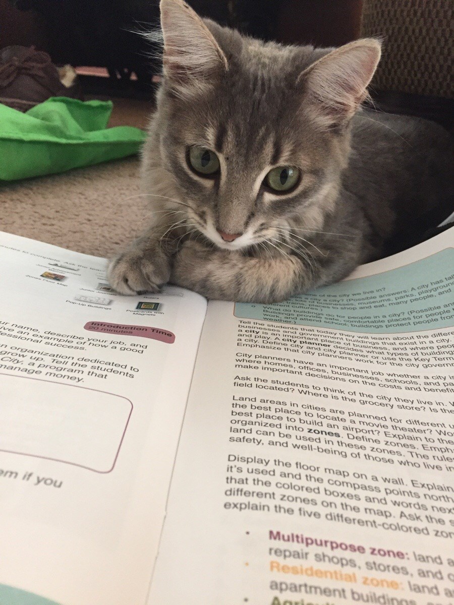 Why I Have Problems Studying - Cats N' Kittens - Cat Pictures - Cute ...