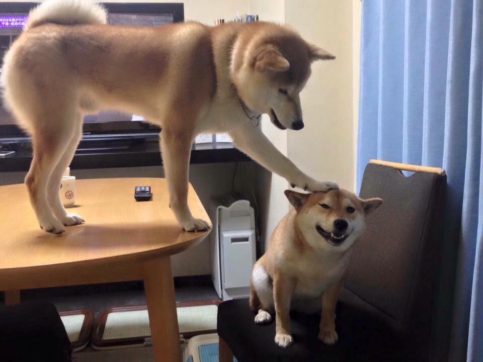 Doggos N' Puppers - Dog pics of rare puppers and pute doggos - rare ...