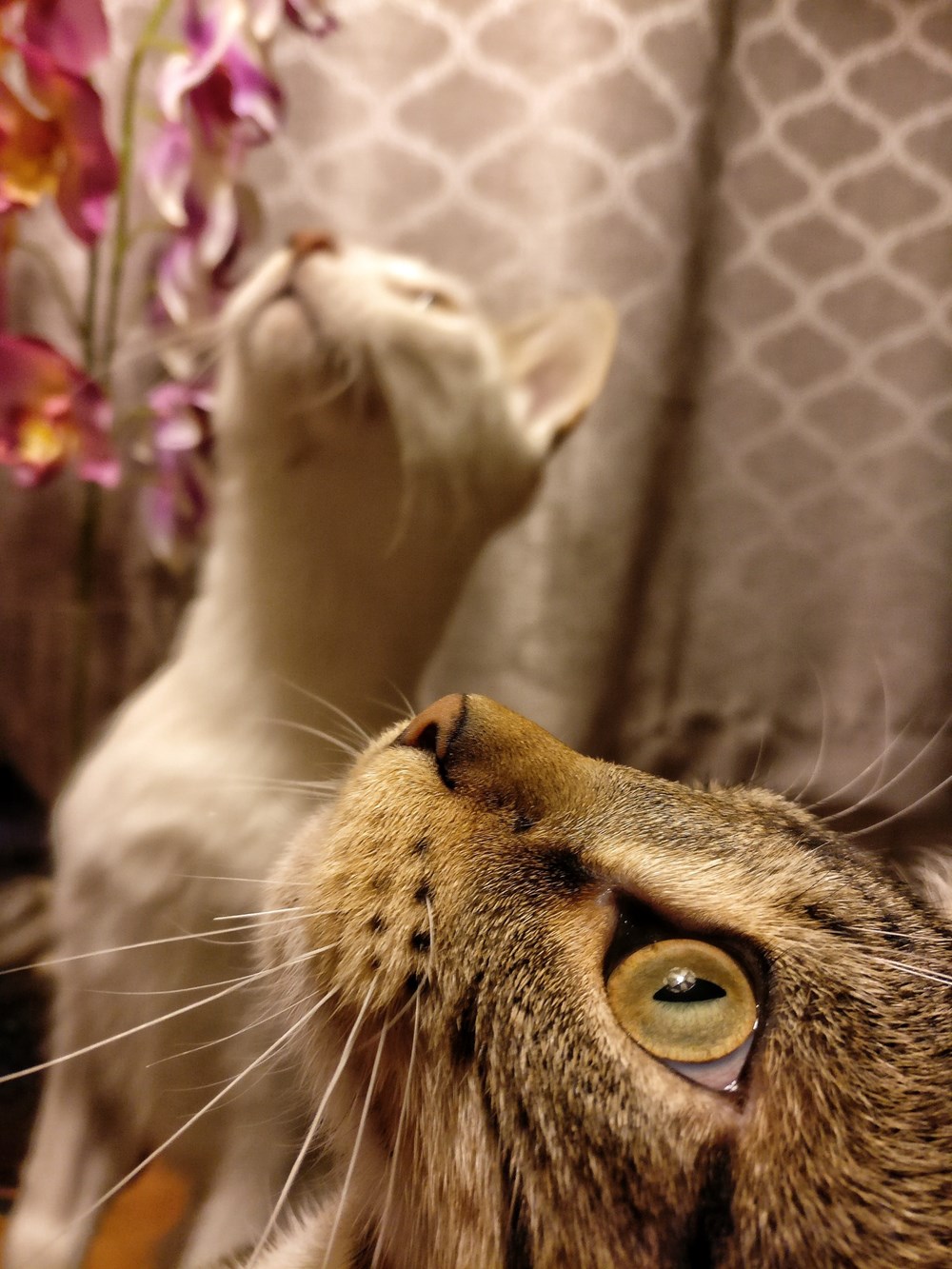 OMG! Fly! - Cats N' Kittens - Cat Pictures - Cute Kittens