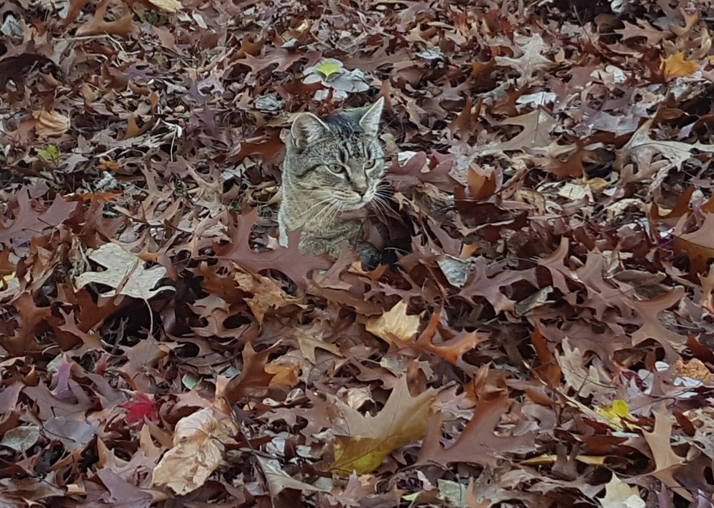 Louie Loves Leaves - Cats N' Kittens - Cat Pictures - Cute Kittens