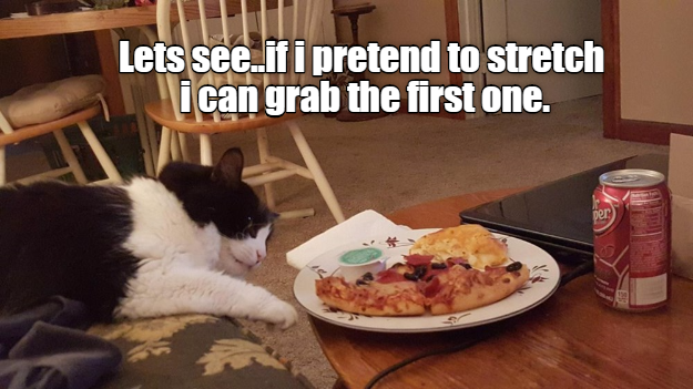 Lolcats - stretch - LOL at Funny Cat Memes - Funny cat pictures with ...