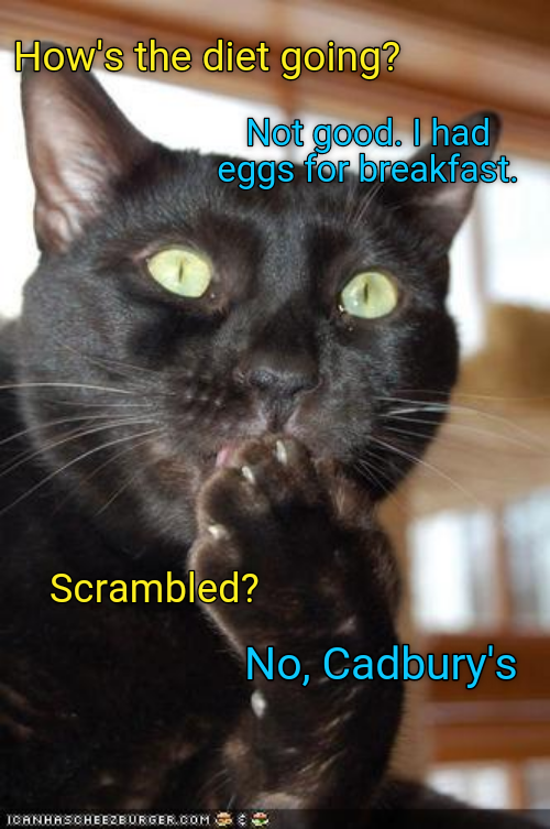 Breakfast of Champions - Lolcats - lol | cat memes | funny cats | funny ...