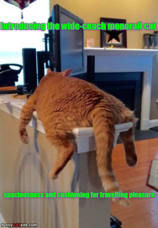 Luxury and Comfort - all in one cat - Lolcats - lol | cat memes | funny ...