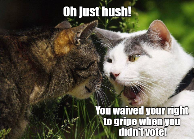 I Can Has Cheezburger? - hush - Funny Animals Online - Cheezburger