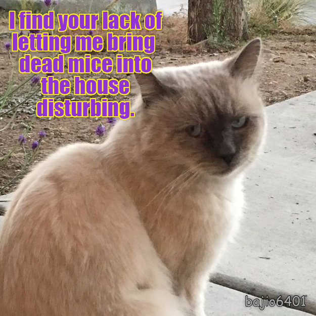 Disturbed Cat is Disturbed #5 - Lolcats - lol | cat memes | funny cats ...