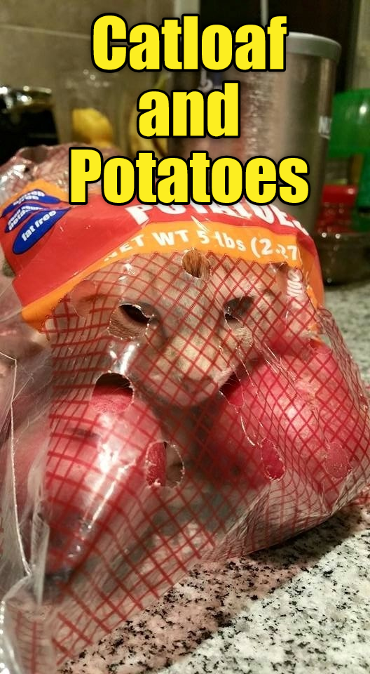 Catloaf and Potatoes - Lolcats - lol | cat memes | funny cats | funny ...
