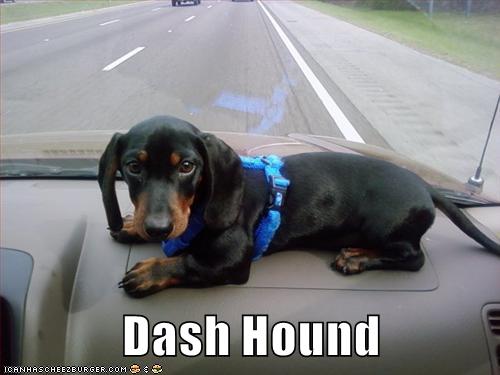 Dash Hound - I Has A Hotdog - Dog Pictures - Funny pictures of dogs ...