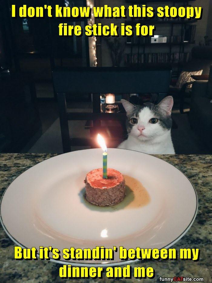 Cat Fire Memes