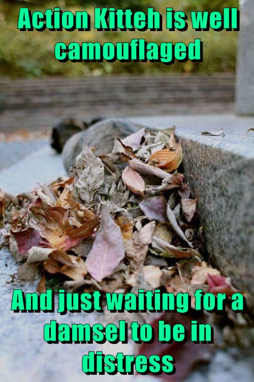 Action Kitteh is well camouflaged And just waiting for a damsel to be ...