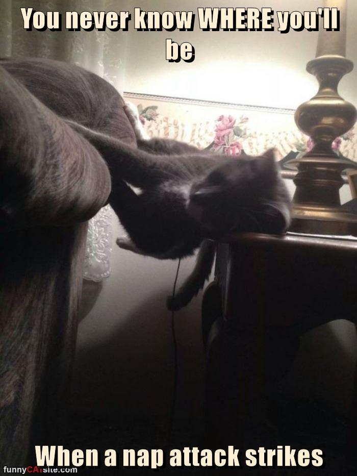 (duh) - Lolcats - lol | cat memes | funny cats | funny cat pictures ...