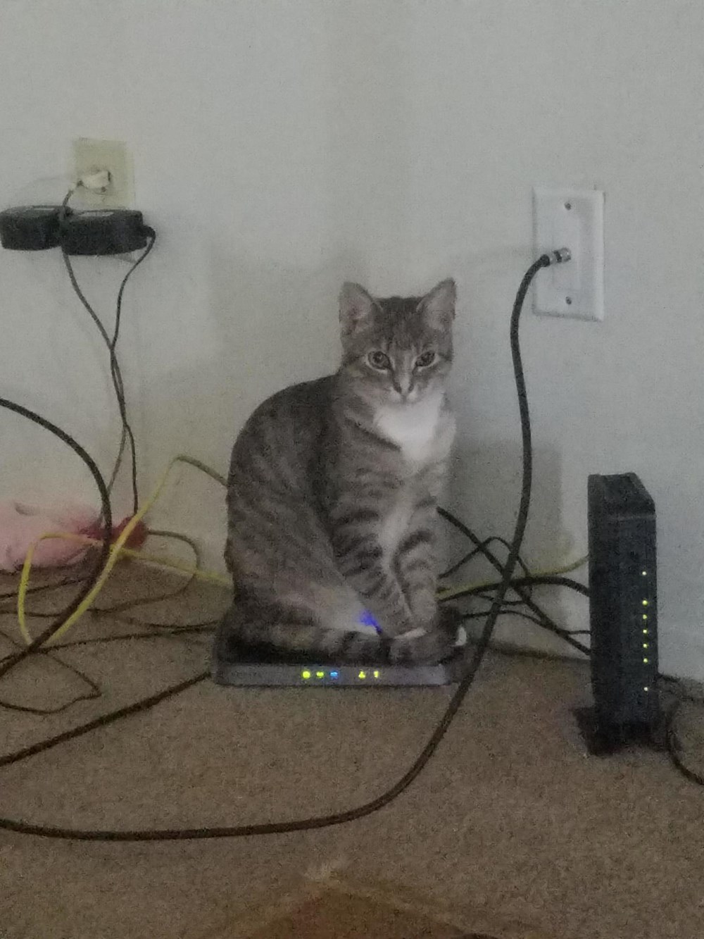 Cat Got on the Internet Today - I Can Has Cheezburger?