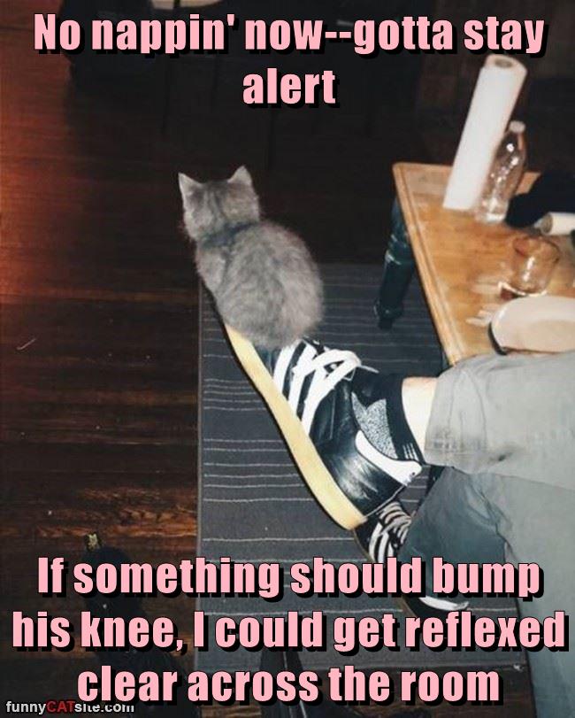 No nappin' now--gotta stay alert If something should bump his knee, I ...