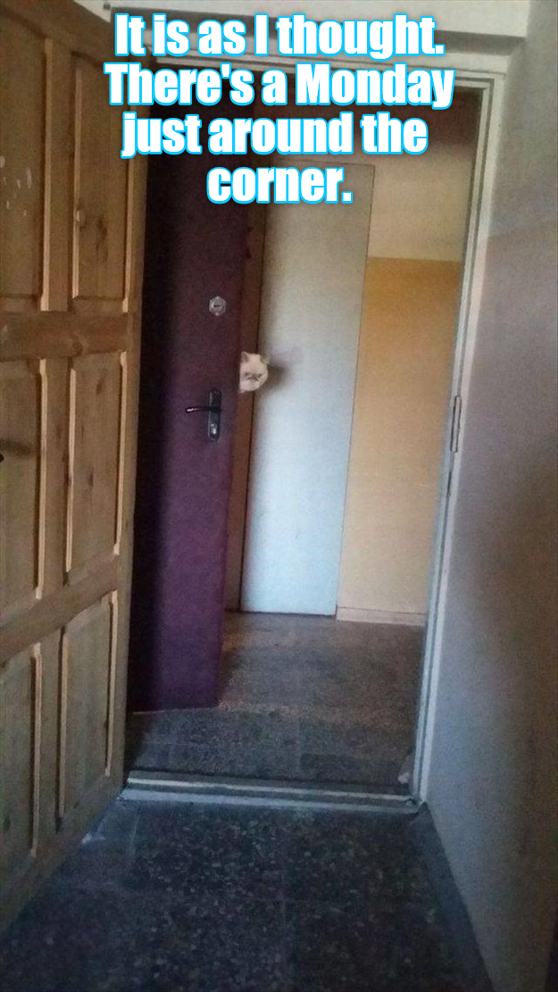 Lolcats - monday - LOL at Funny Cat Memes - Funny cat pictures with ...