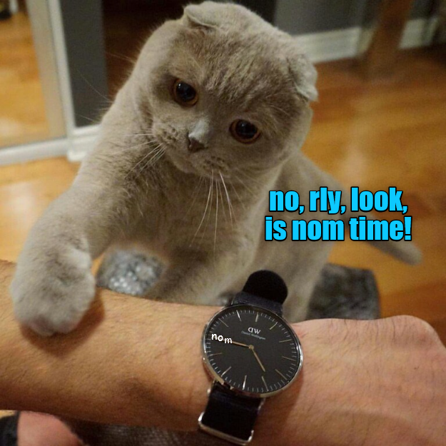 It's always nom time somewhere - Lolcats - lol | cat memes | funny cats ...