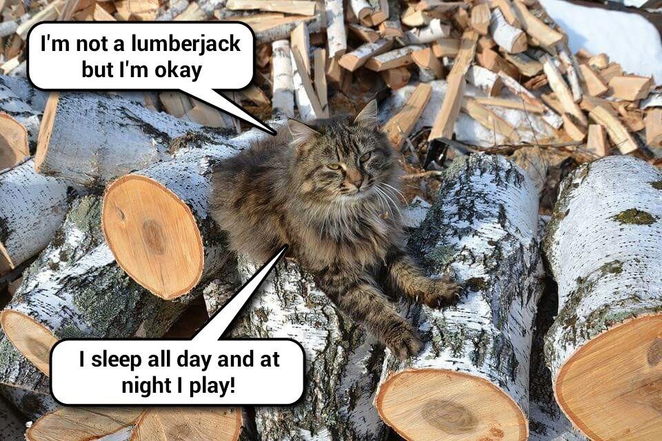 Monty Pycat - Lolcats - lol | cat memes | funny cats | funny cat ...