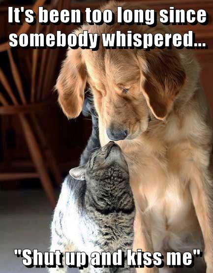 Lolcats - shut up - LOL at Funny Cat Memes - Funny cat pictures with ...