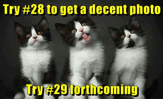 Try #28 to get a decent photo Try #29 forthcoming - Lolcats - lol | cat ...