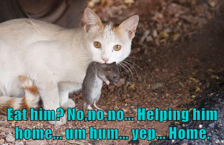 Lolcats - helping - LOL at Funny Cat Memes - Funny cat pictures with ...