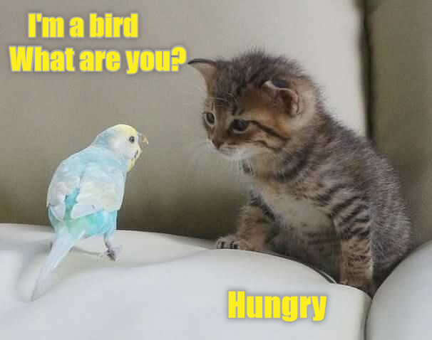 Lolcats - bird - LOL at Funny Cat Memes - Funny cat pictures with words ...