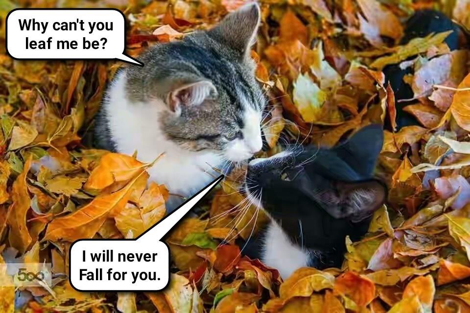 Lolcats - fall - LOL at Funny Cat Memes - Funny cat pictures with words ...