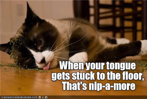 Lolcats - stuck - LOL at Funny Cat Memes - Funny cat pictures with ...