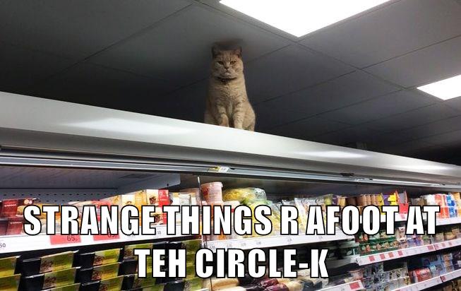 STRANGE THINGS R AFOOT AT TEH CIRCLE-K - Lolcats - lol | cat memes ...